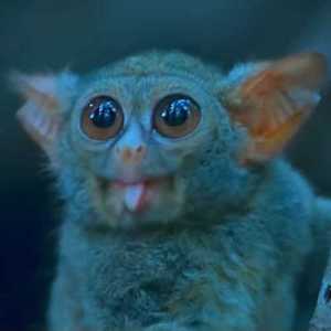 Free Waterfall - Synth Loop - 146bpm - Big Ishi Trap Synth Loop By ...